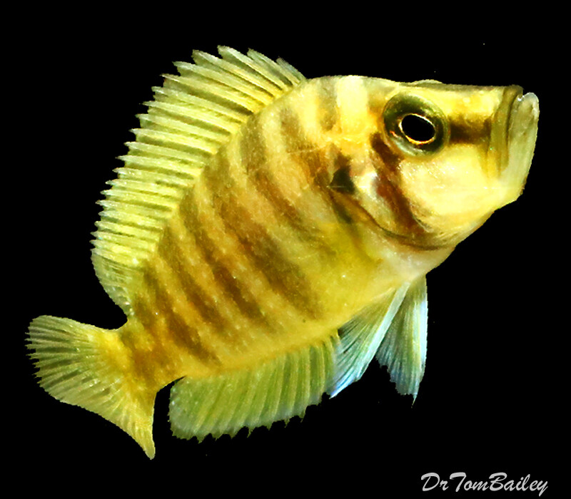 Premium Rare WILD, Lake Tanganyika Gold Head Altolamprologus ...
