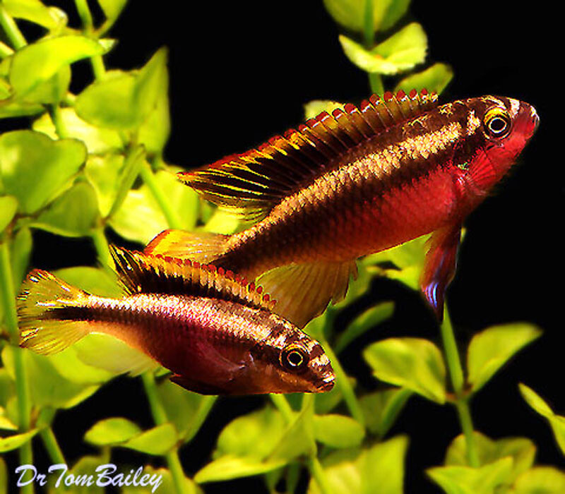 Premium Kribensis Cichlid