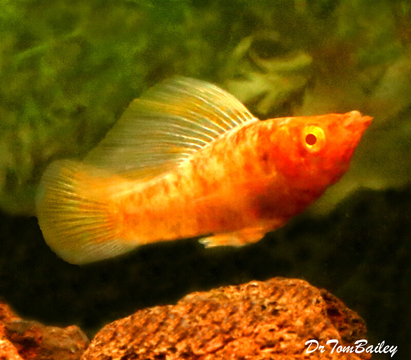 Premium, Rare, MALE Chocolate Chip Sailfin Molly