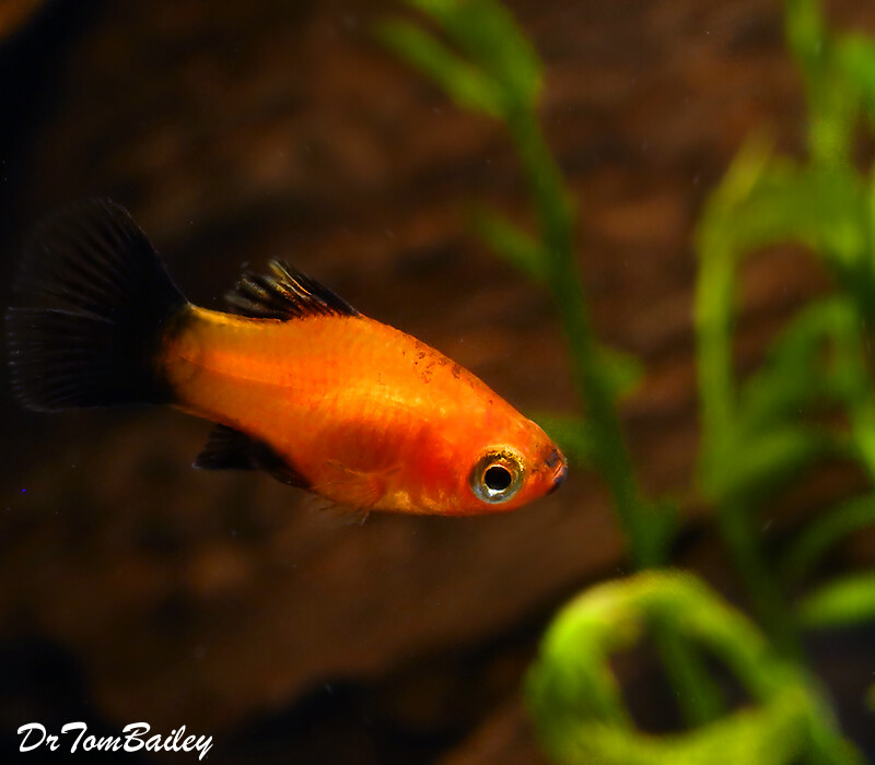 Premium Gold Tuxedo TwinBar Platy
