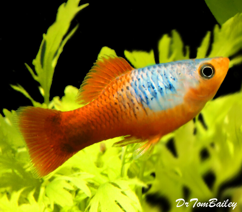 Premium Red Tail Blue Variatus Platy