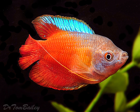 Premium MALE Young Fire Red Dwarf Gourami