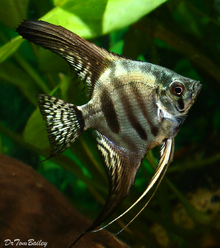 Premium Zebra Angelfish