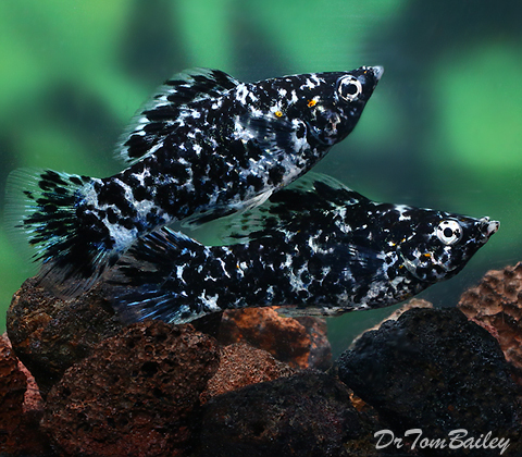 Premium Marbled Molly