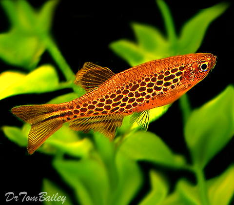 Premium New and Rare, Orange-Finned Fire Ring Danio