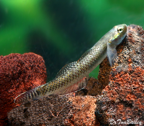 Premium WILD Blue Neon Goby