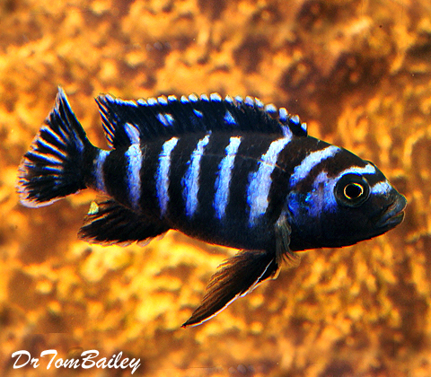 Premium Chindongo Demasoni, Dwarf Mbuna Cichlid from Lake Malawi