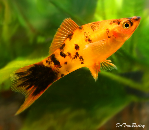 Premium Rare and New, Gold Spotted Swordtail