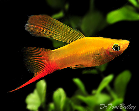 Premium Rare Assorted Hifin Swordtails