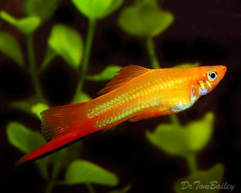 Premium Best Assorted Premium Swordtails
