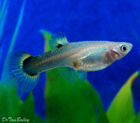 Bargain FEMALE Fancy Assorted Guppies