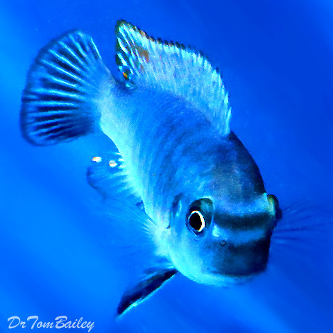 Premium Blue Fuelleborni Mbuna