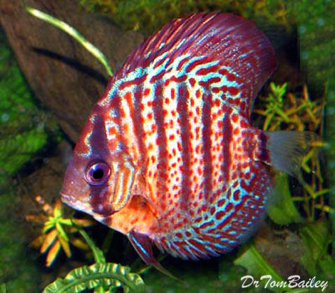 Premium WILD, Red Spotted Discus