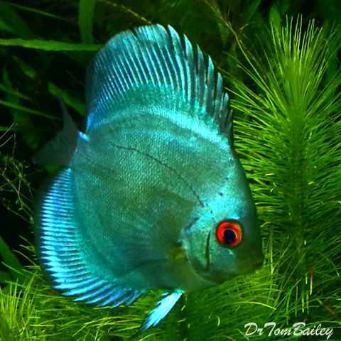 Premium Blue Discus