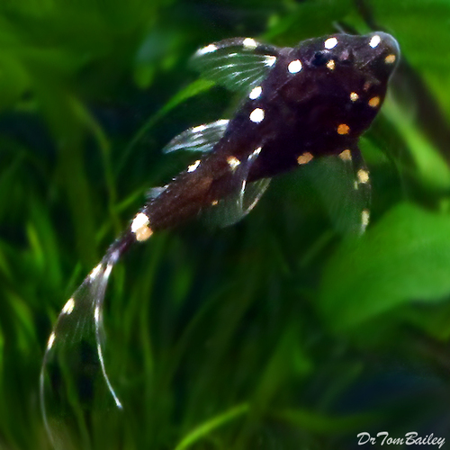 Premium Polka Dot Lyretail Pleco, Acanthicus adonis, L155