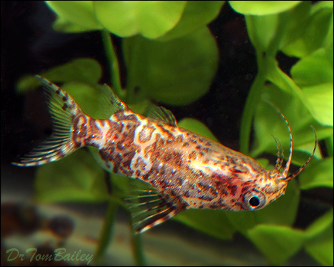 Premium WILD, Upside Down Catfish, Synodontis Nigriventris
