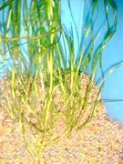 Premium Corkscrew Vallisneria Plant