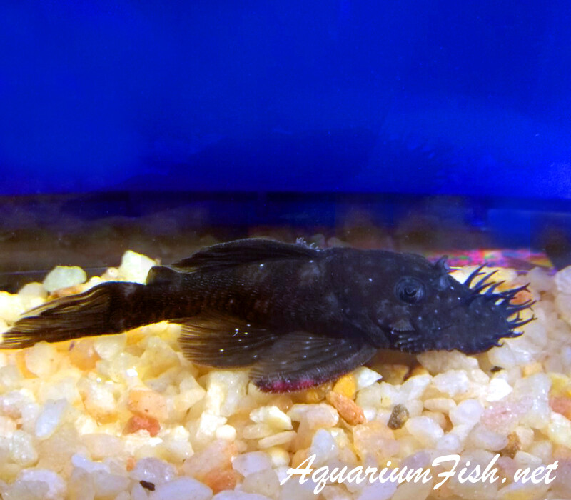 Premium Rare WILD, Spotted Medusa Plecostomus, Ancistrus species, L255