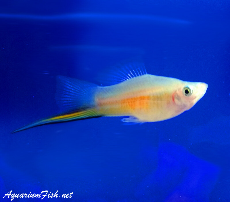 Premium Green Swordtail