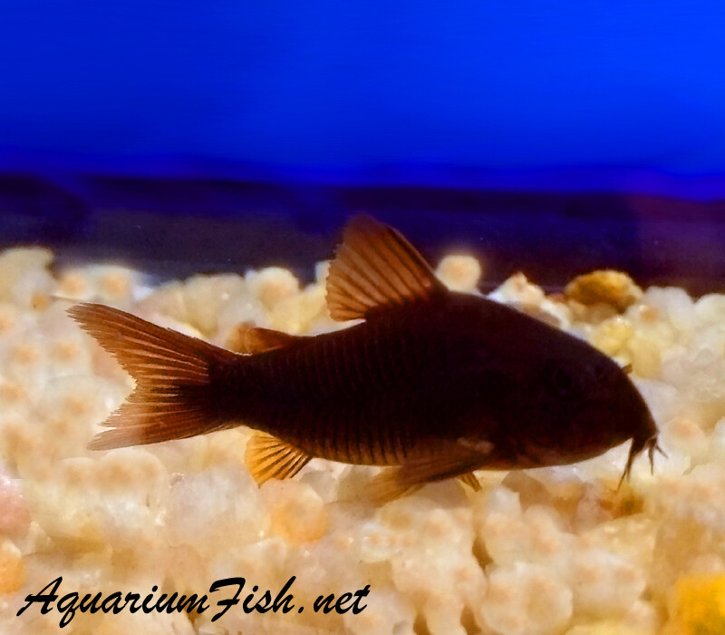 Premium Rare Black Venezuela Corydoras Schultzei
