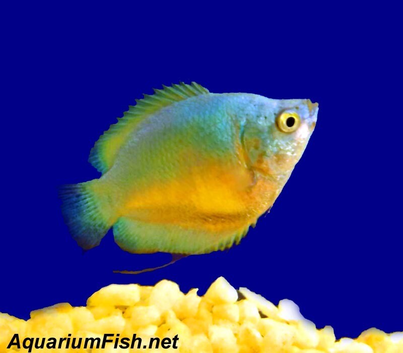 Premium FEMALE Young Neon Blue Dwarf Gourami