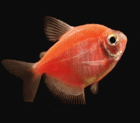 Premium Moonrise Very-Pink GloFish Tetra
