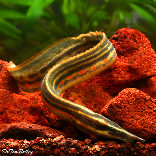 Premium WILD, Fire Eel