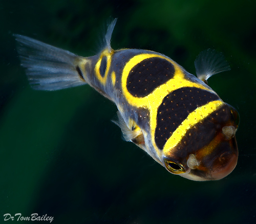 Premium Freshwater Figure Eight Pufferfish