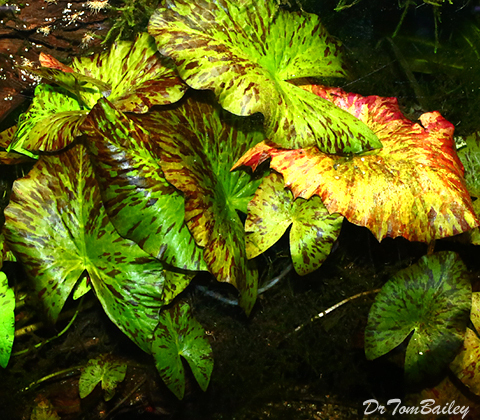 Bulb Aquarium Plants