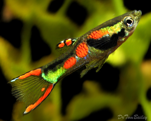 Endler's Livebearers