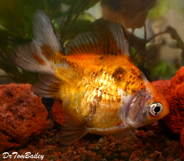 Premium Short-Tail Calico Ryukin Goldfish