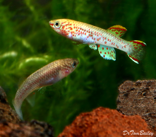 Killifish