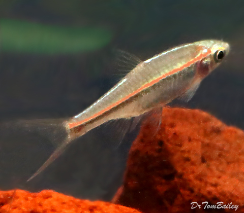 Premium Redline Rasbora, Trigonopoma pauciperforata