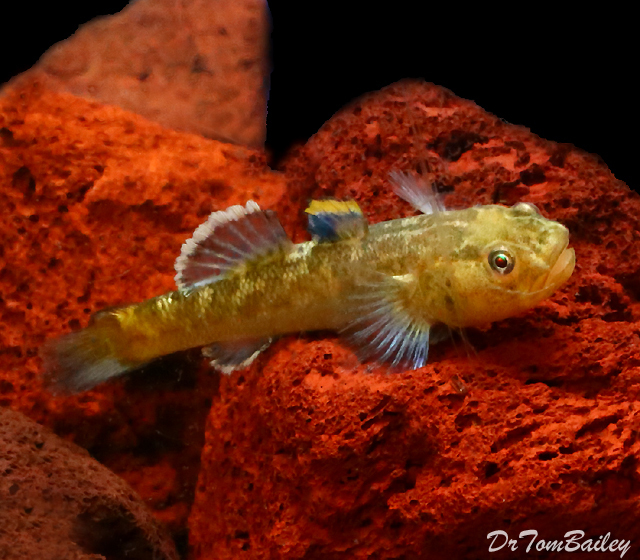 Premium Rare WILD Desert Goby, Chlamydogobius eremium