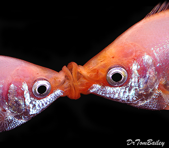 Premium Pink Kissing Fish