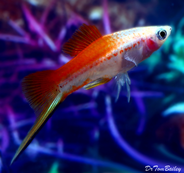 Premium MALE Pineapple Swordtail
