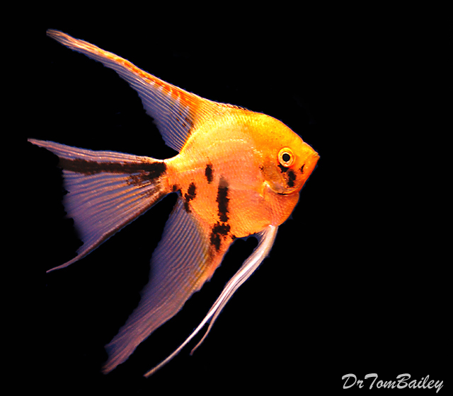 Premium Gold Marbled Angelfish, Size: 1" to 1.5"