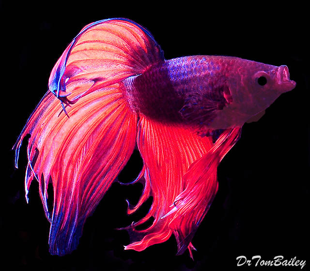 Premium MALE Unique Betta Fish