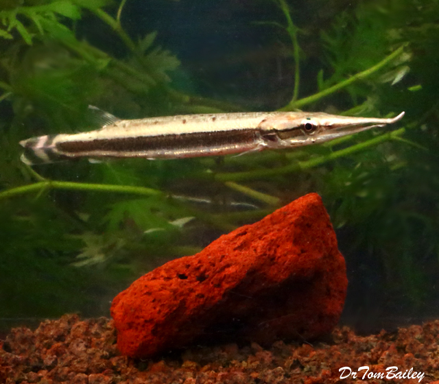Premium Rare Striped Pike Characin
