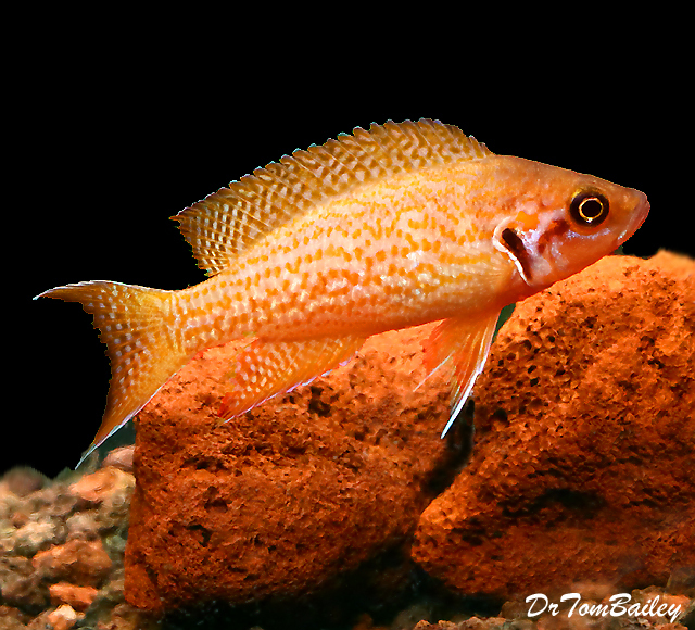 Premium Lake Tanganyika Sunflower Cichlid