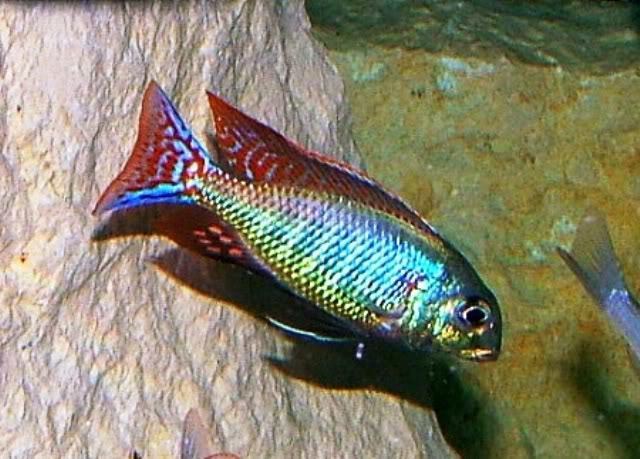 Premium Rare Lake Malawi Red Cap Lethrinops Sandsifter Cichlid