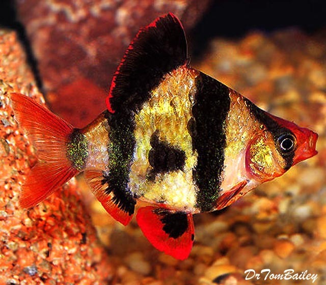 Premium Tiger Barb, on SALE