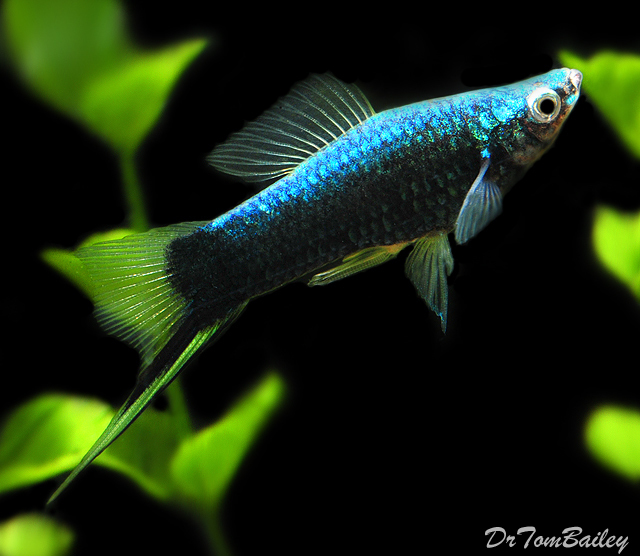 Black Aquarium Fish