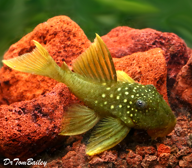 Premium WILD, Rare, New, Green Phantom Pleco., Baryancistrus ...