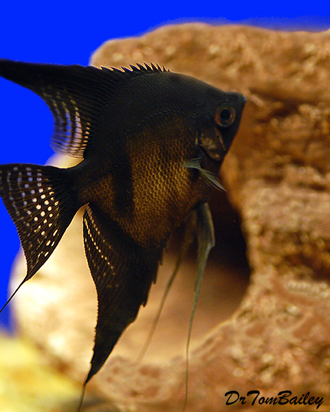Premium Rare Black Angelfish