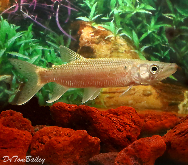 Premium Rare and WILD, African Odoe Pike