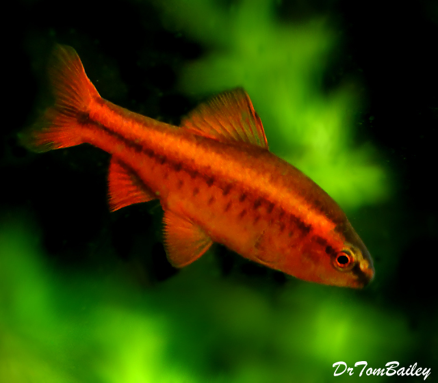 Premium MALE Cherry Barb, Nano Fish