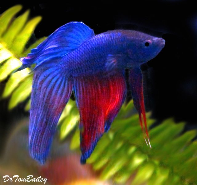 Premium MALE Blue and Red Betta Fish