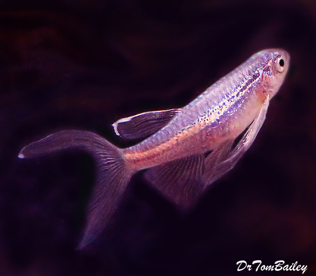 Premium Longfin Blue Danio SALE - was $2.99