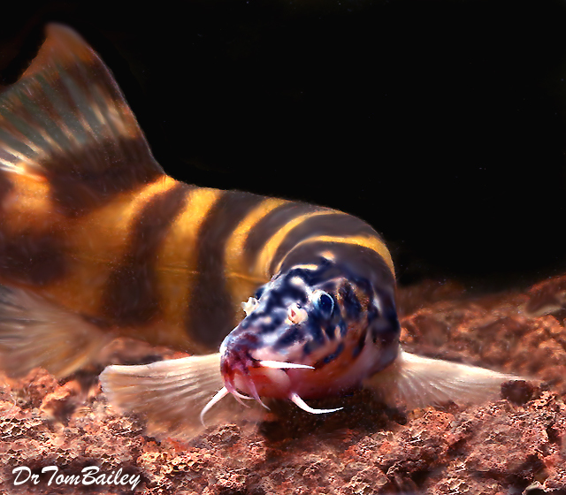 Premium WILD, Very Rare, Royal Clown Botia